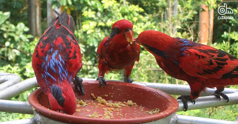 با طوطی لوری بیشتر آشنا شوید | دانه مارکت